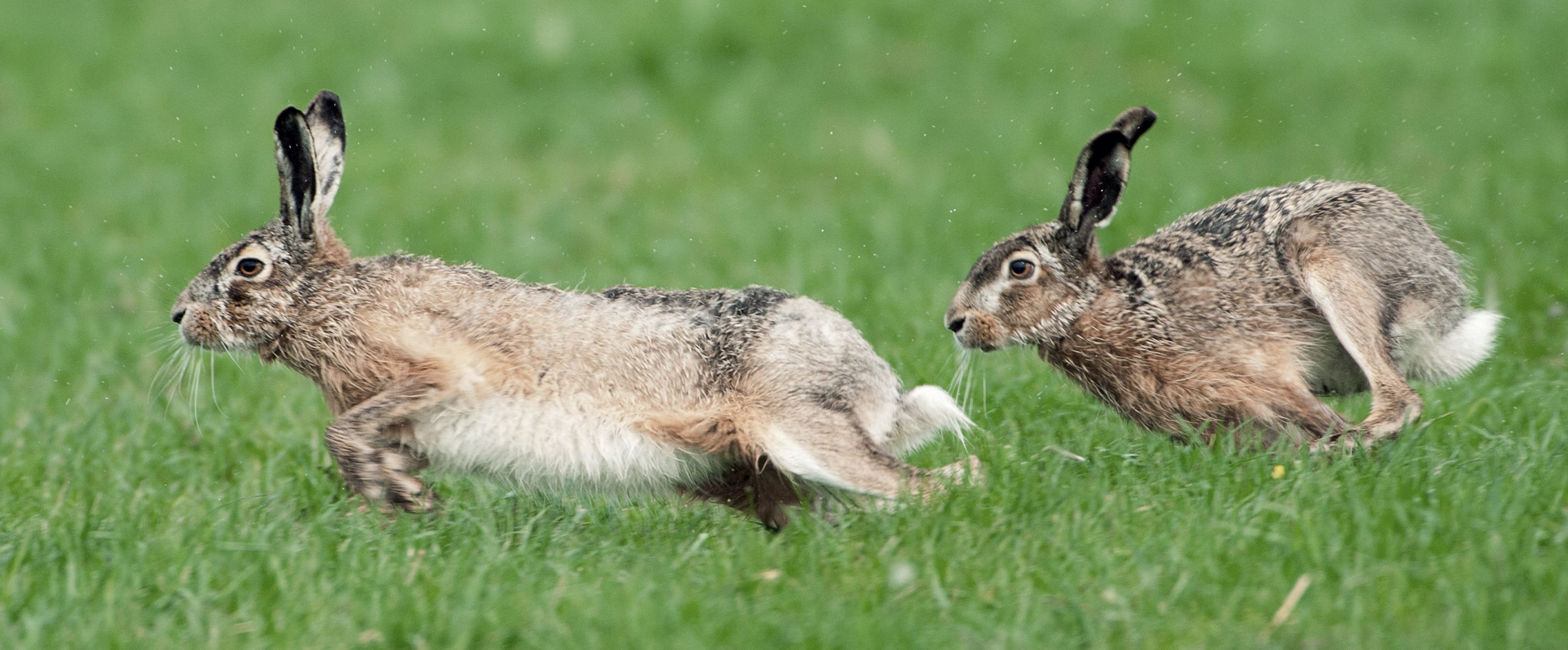Steckbrief Feldhase | Deutsche Wildtier Stiftung