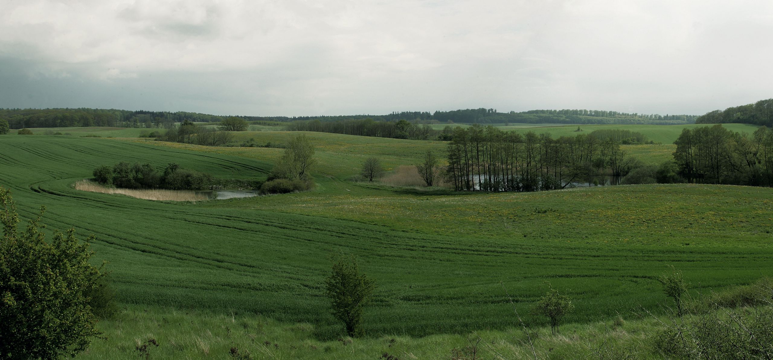 Feldmaus | Deutsche Wildtier Stiftung