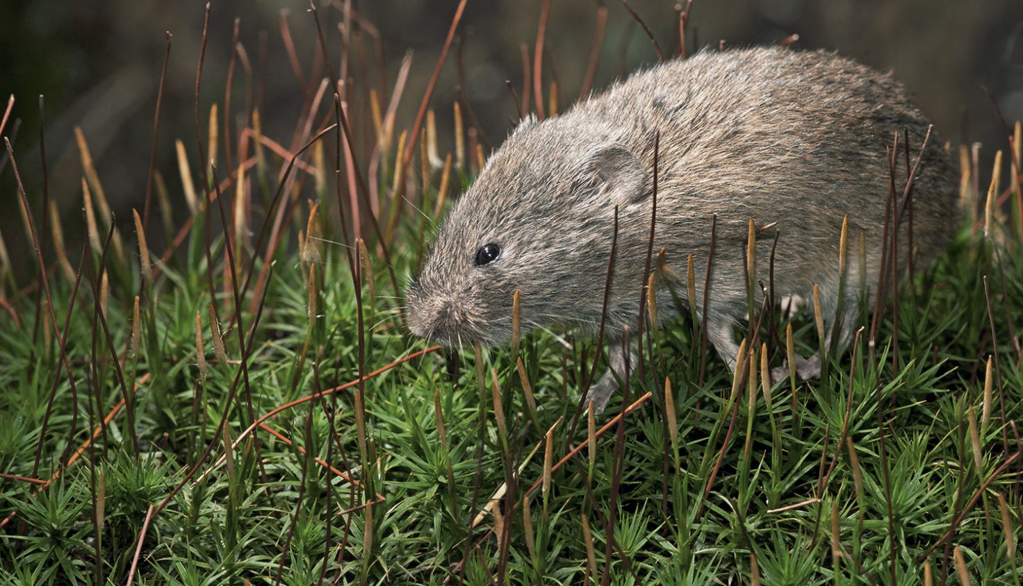 Feldmaus | Deutsche Wildtier Stiftung