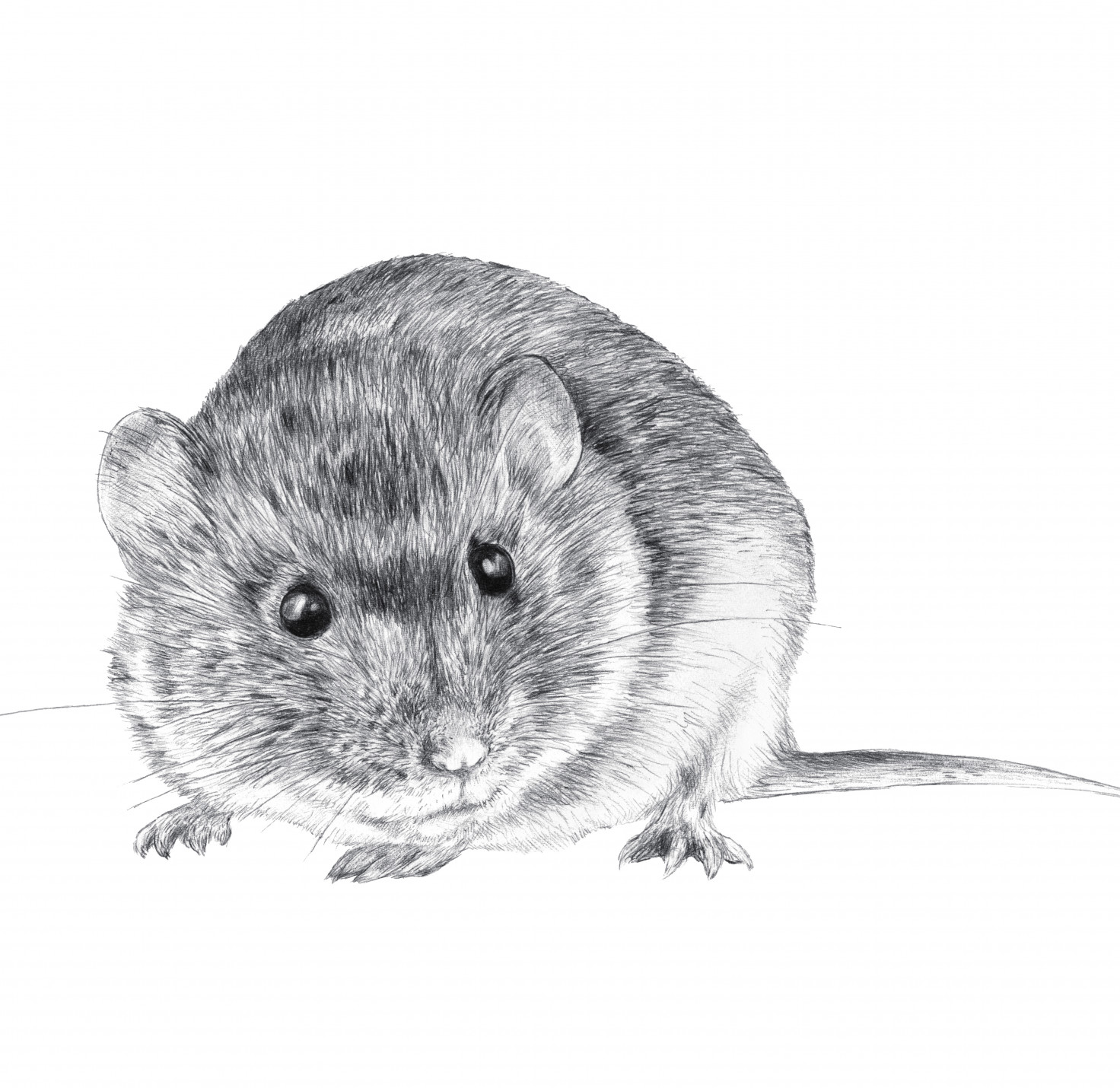 Feldmaus | Deutsche Wildtier Stiftung