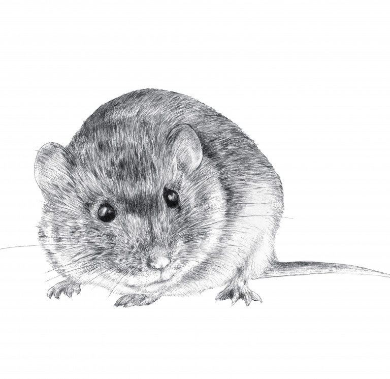 Feldmaus | Deutsche Wildtier Stiftung