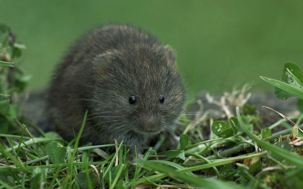 Feldmaus | Deutsche Wildtier Stiftung