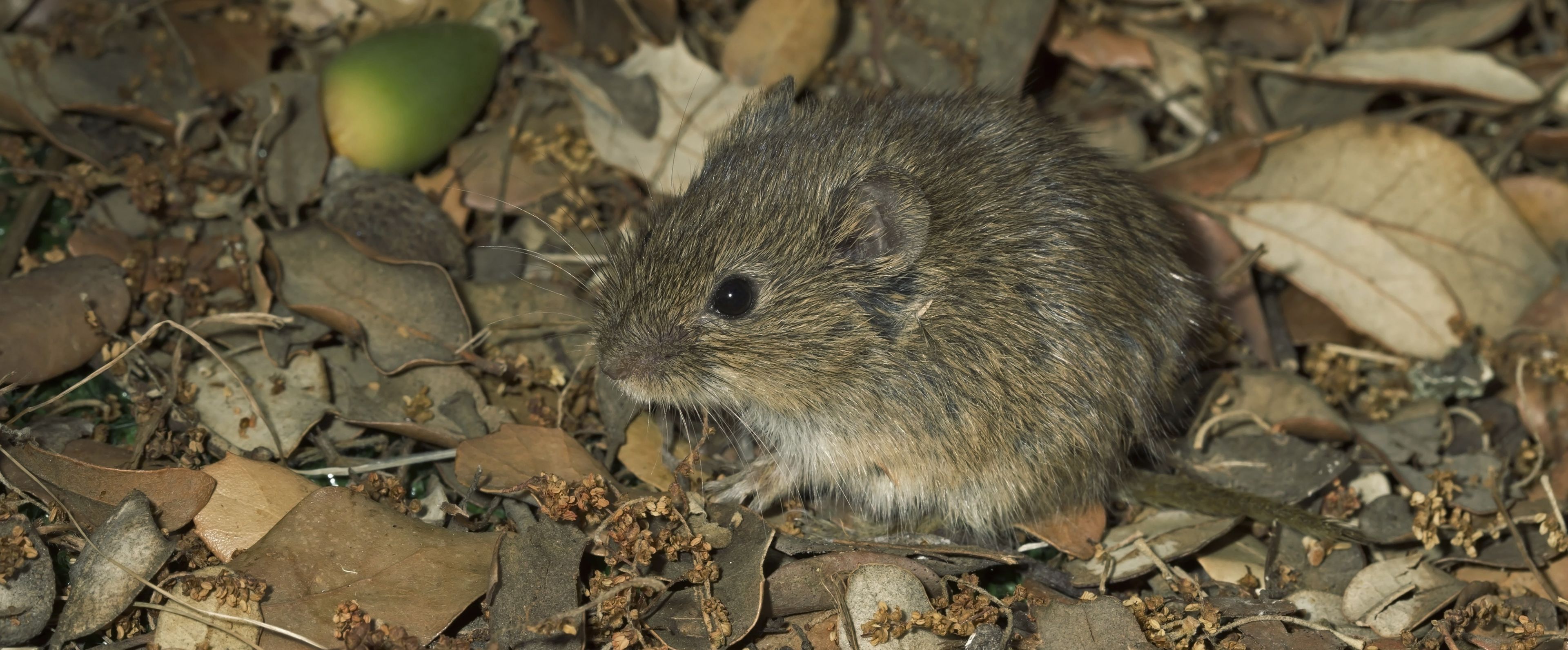 Feldmaus | Deutsche Wildtier Stiftung
