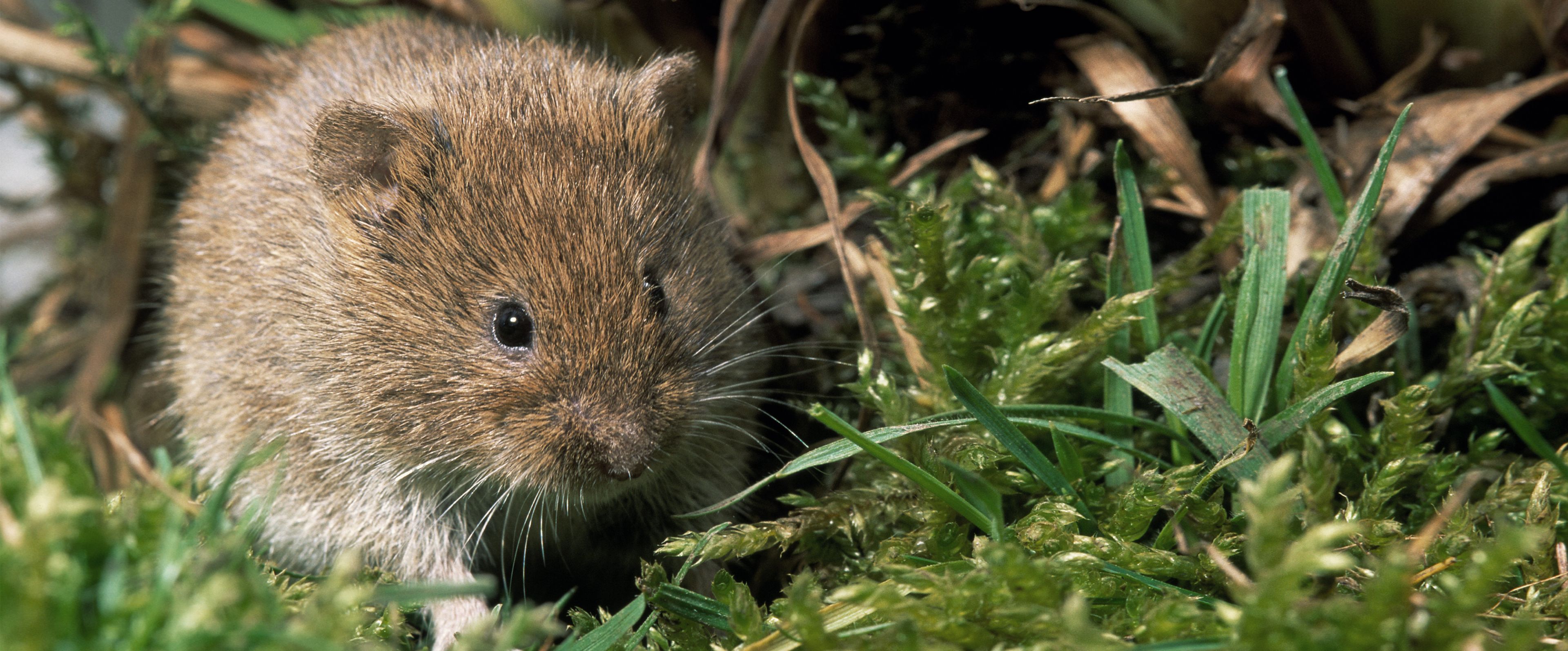 Feldmaus | Deutsche Wildtier Stiftung