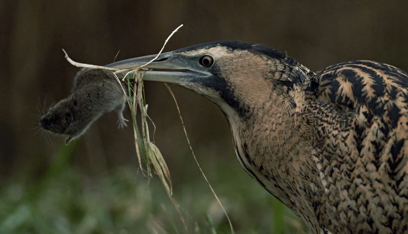 Feldmaus | Deutsche Wildtier Stiftung