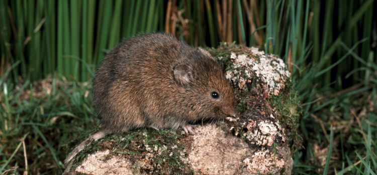 Feldmaus | Deutsche Wildtier Stiftung
