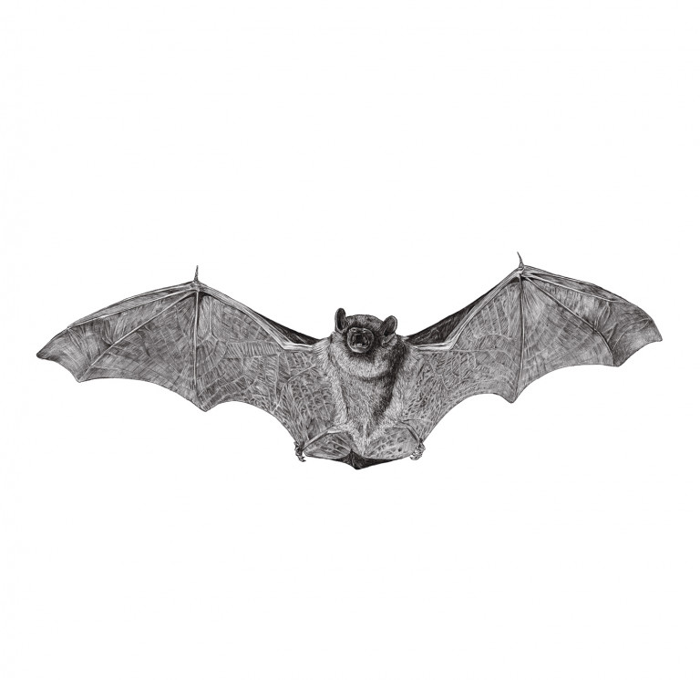 Fledermäuse | Deutsche Wildtier Stiftung