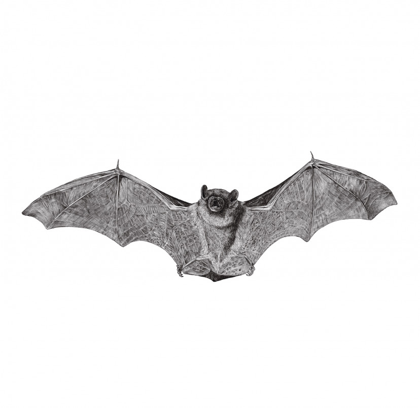 Fledermäuse | Deutsche Wildtier Stiftung