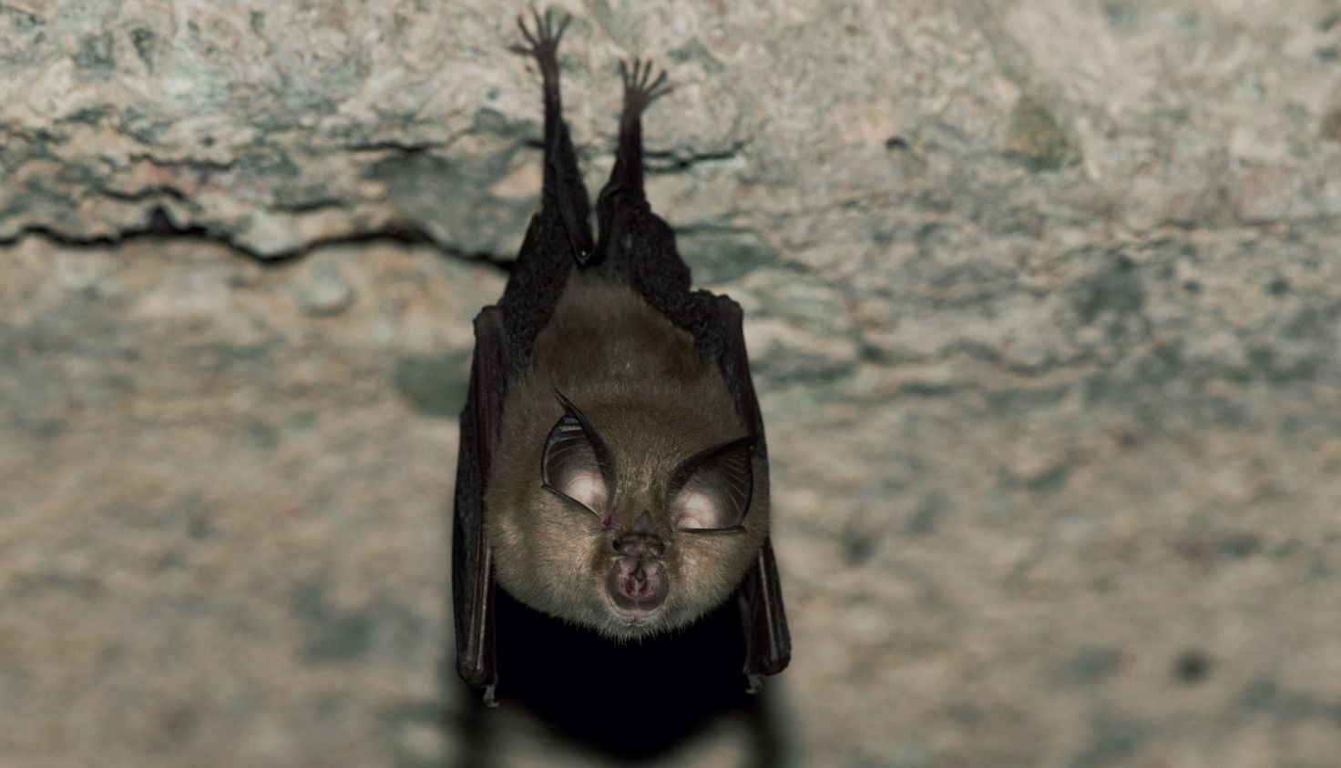 Fledermäuse | Deutsche Wildtier Stiftung