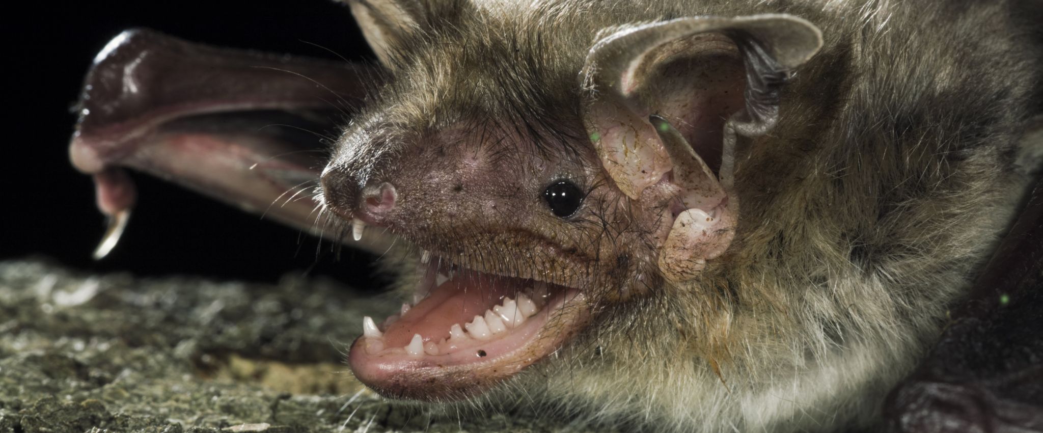 Fledermäuse | Deutsche Wildtier Stiftung
