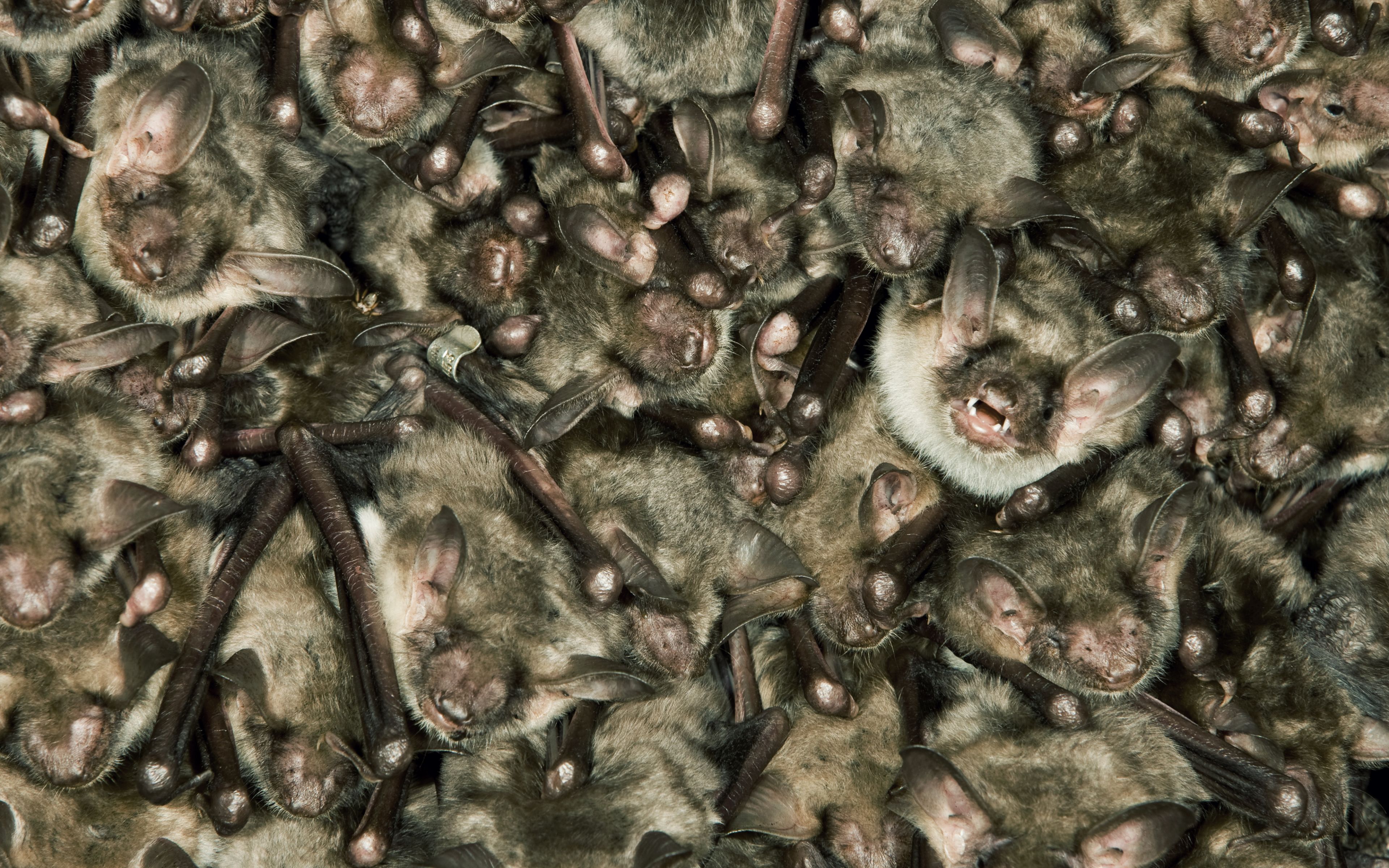 Fledermäuse | Deutsche Wildtier Stiftung