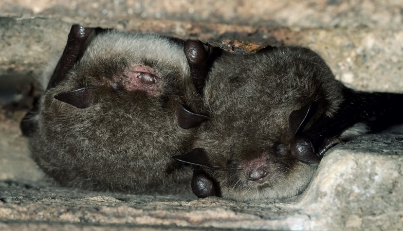 Fledermäuse | Deutsche Wildtier Stiftung