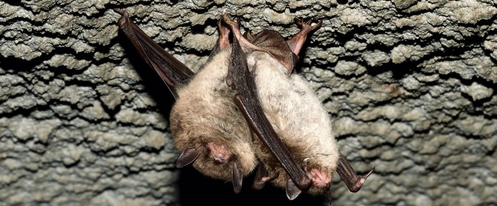 Fledermäuse | Deutsche Wildtier Stiftung