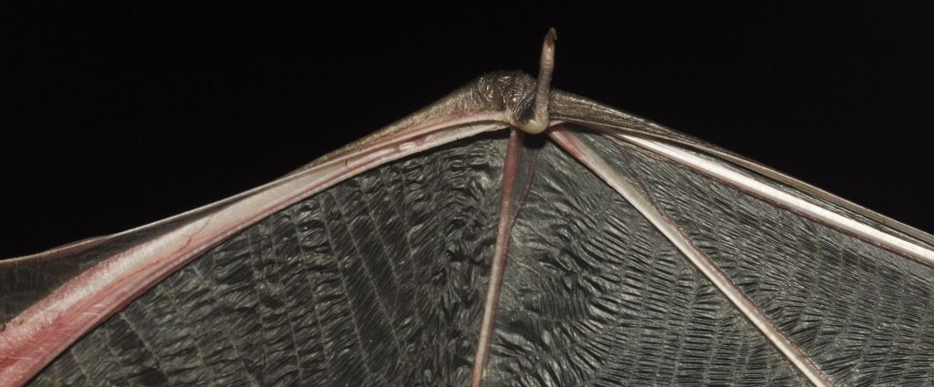 Fledermäuse | Deutsche Wildtier Stiftung