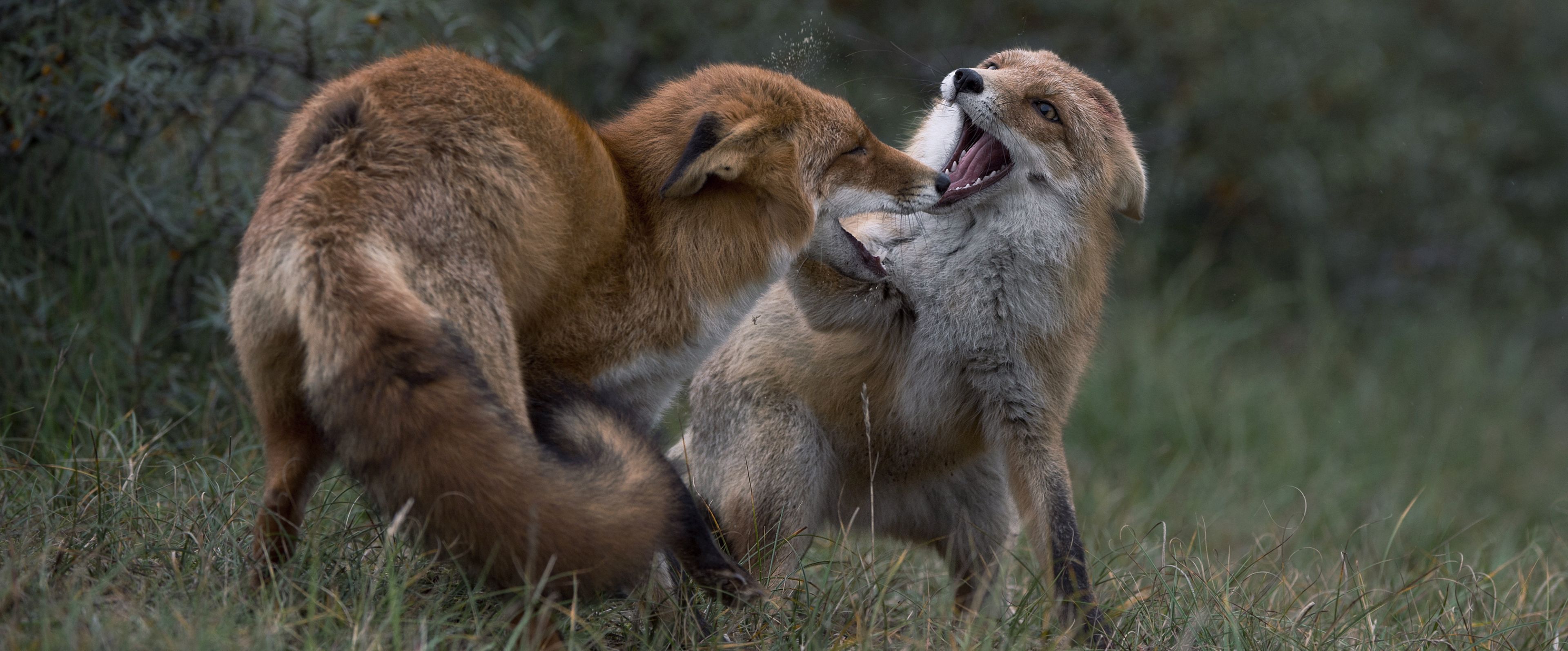 Fuchs | Deutsche Wildtier Stiftung