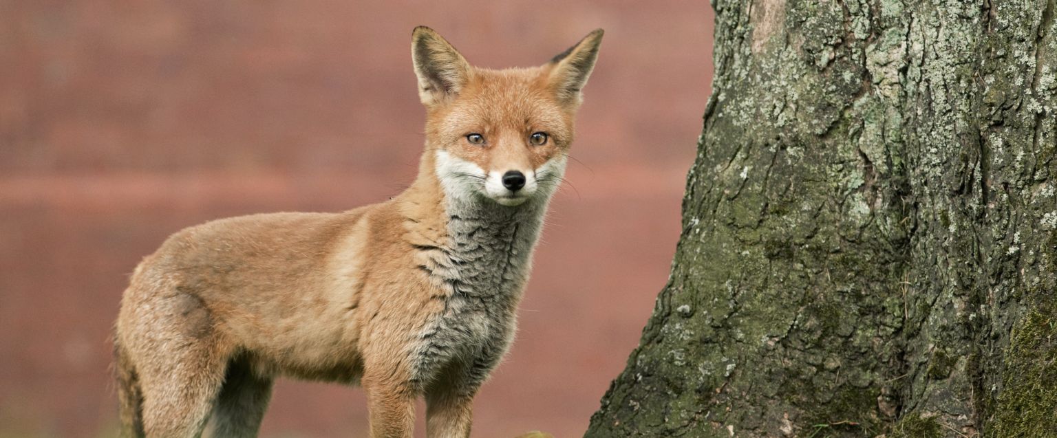 Fuchs | Deutsche Wildtier Stiftung