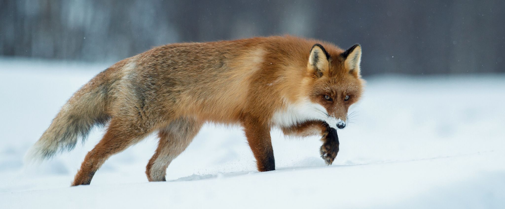 Fuchs | Deutsche Wildtier Stiftung