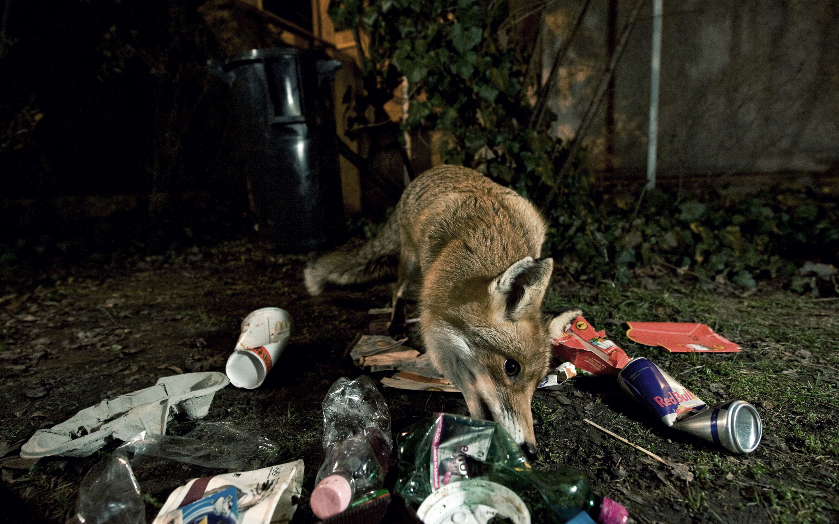 Fuchs | Deutsche Wildtier Stiftung