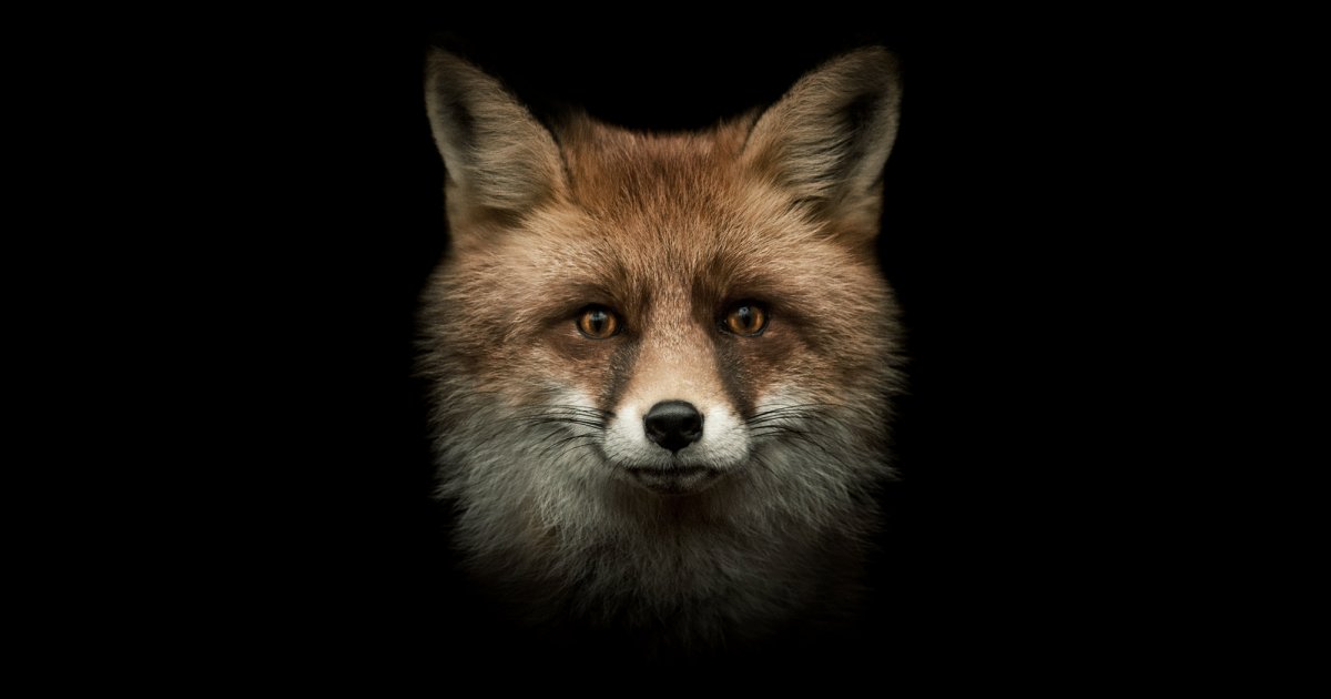 Fuchs | Deutsche Wildtier Stiftung