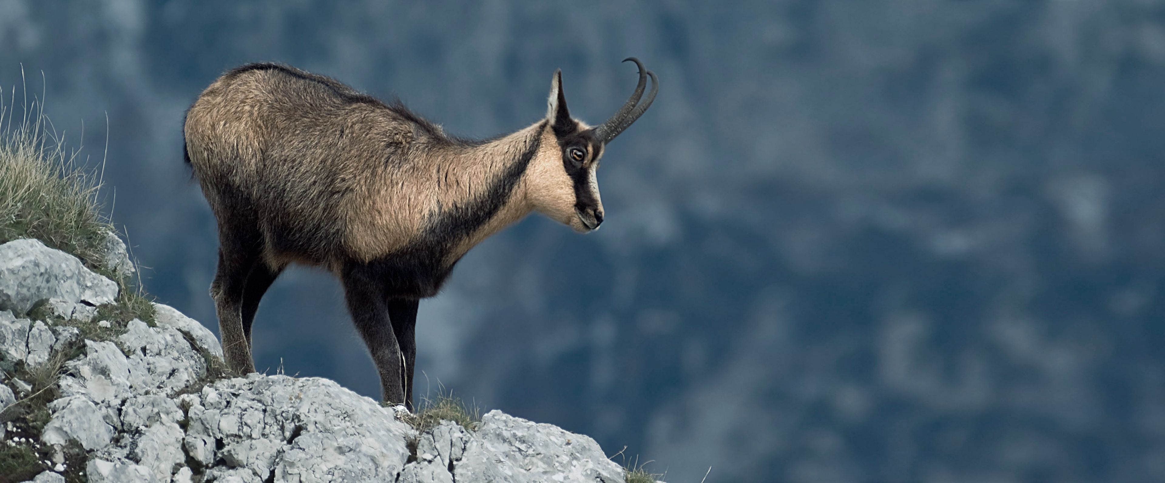 Steckbrief Gämse | Deutsche Wildtier Stiftung