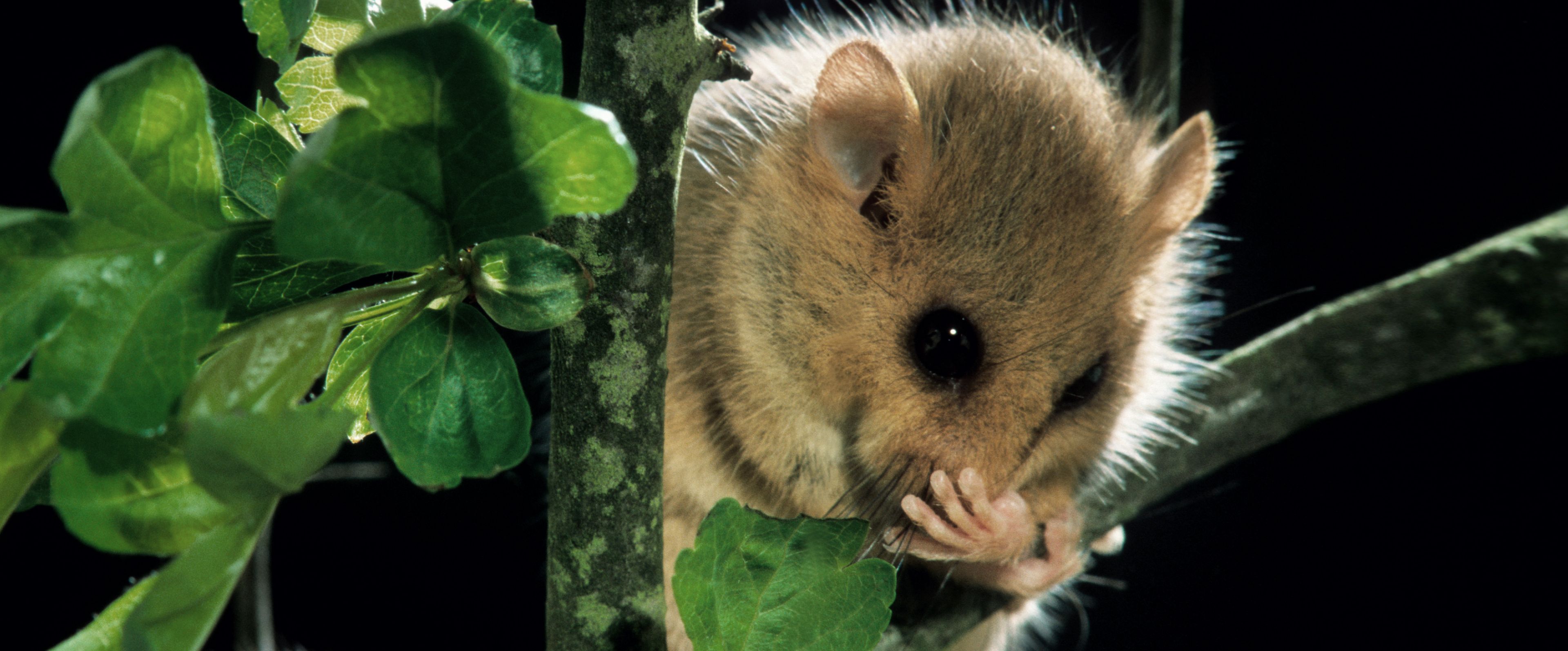 Haselmaus Steckbrief | Deutsche Wildtier Stiftung