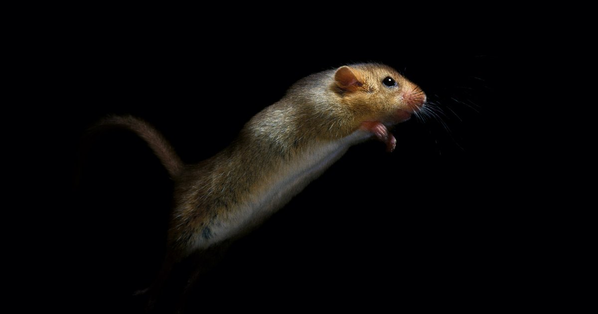 Haselmaus Steckbrief | Deutsche Wildtier Stiftung