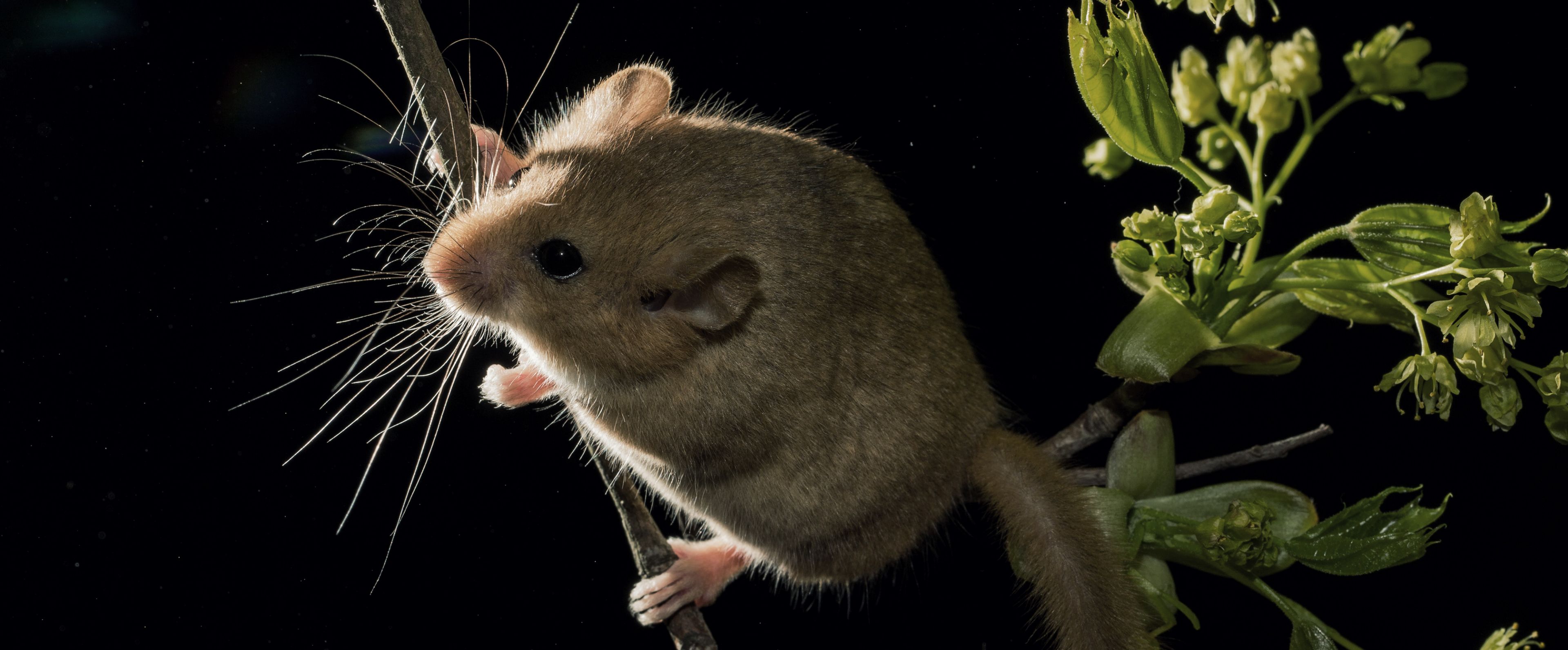 Haselmaus Steckbrief | Deutsche Wildtier Stiftung