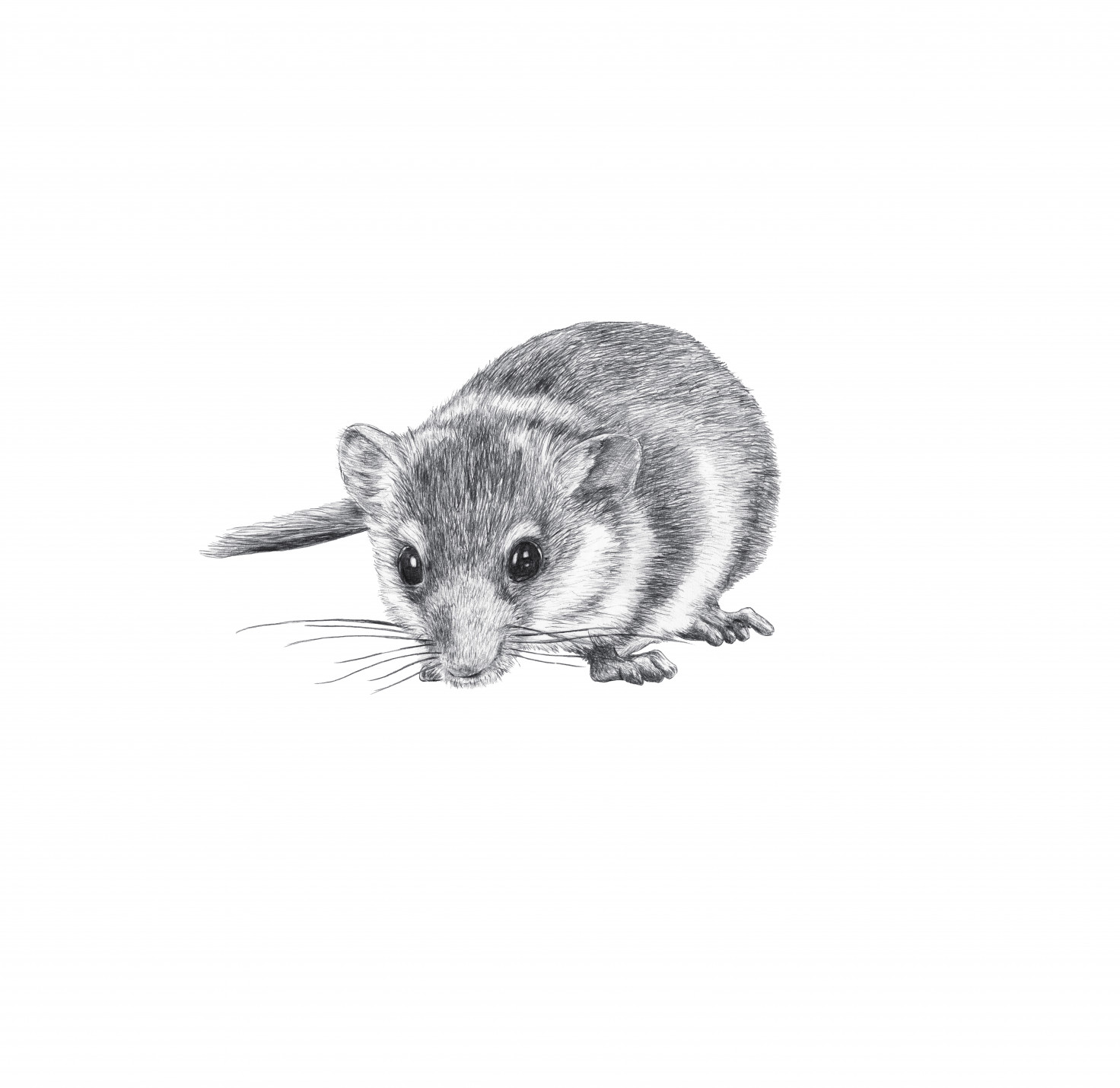 Haselmaus Steckbrief | Deutsche Wildtier Stiftung