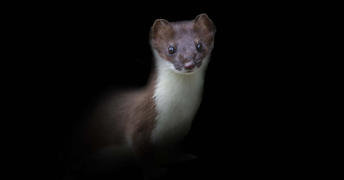 Hermelin | Deutsche Wildtier Stiftung