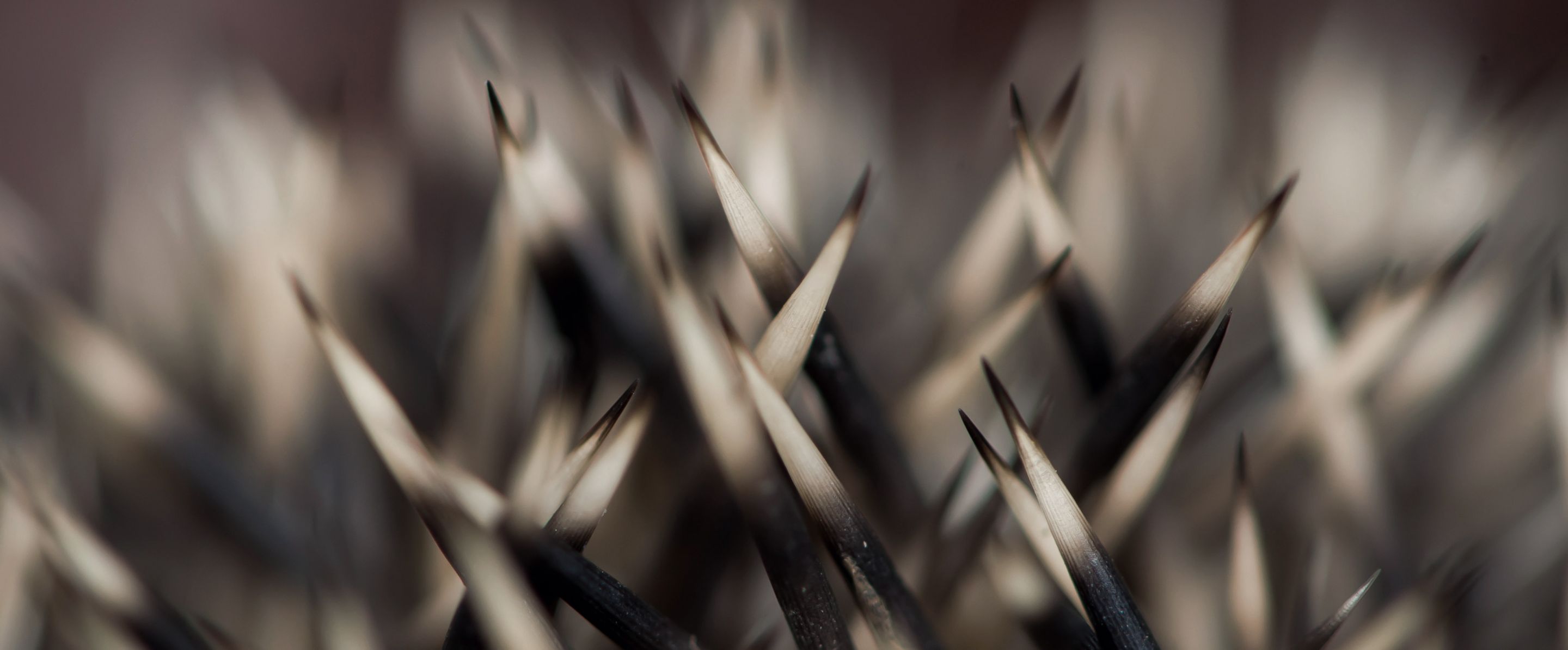 Igel Steckbrief | Deutsche Wildtier Stiftung