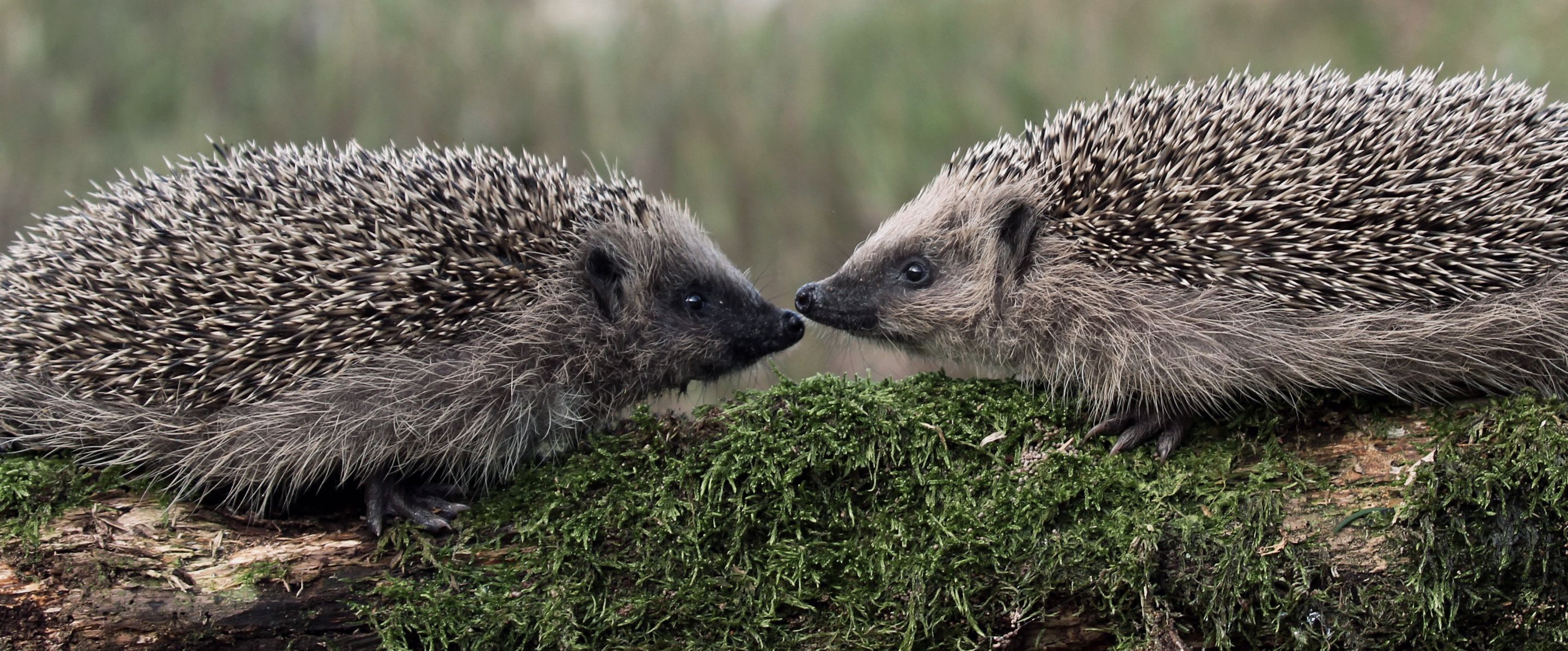 Igel Steckbrief | Deutsche Wildtier Stiftung