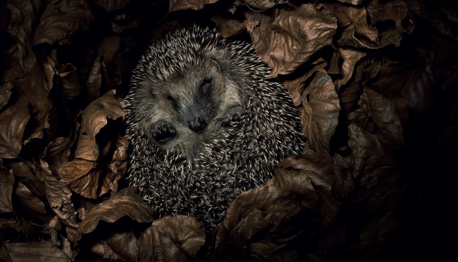 Igel Steckbrief | Deutsche Wildtier Stiftung