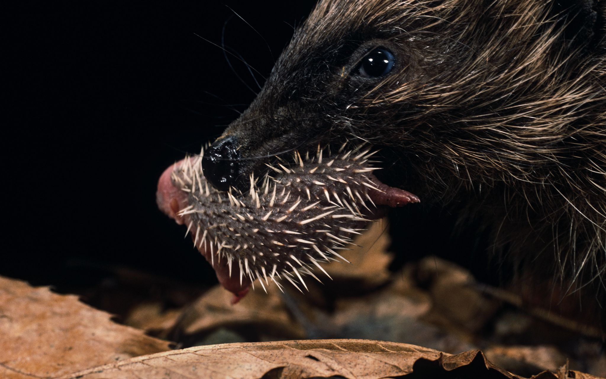 Sind Igel Blind 1