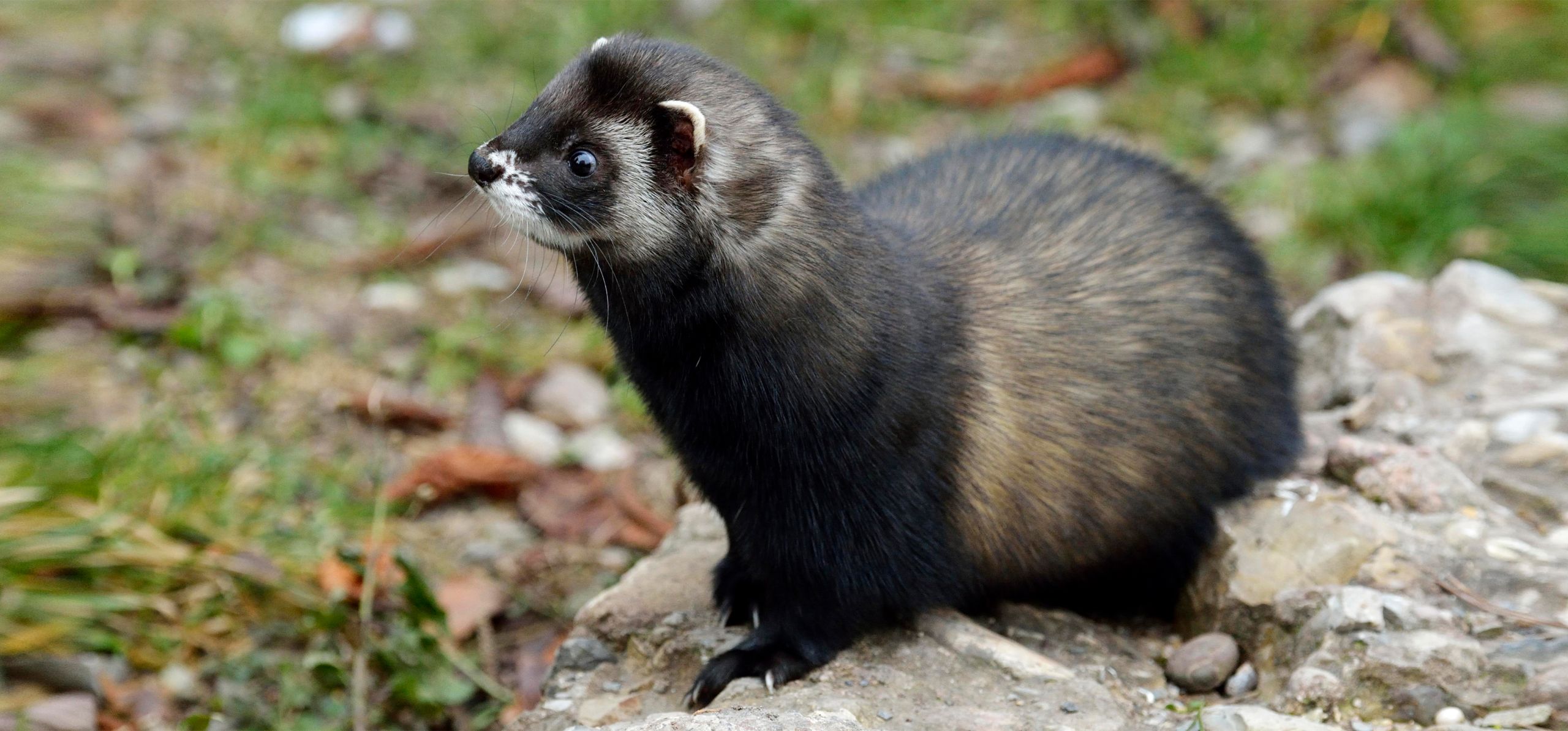 Waldiltis | Deutsche Wildtier Stiftung