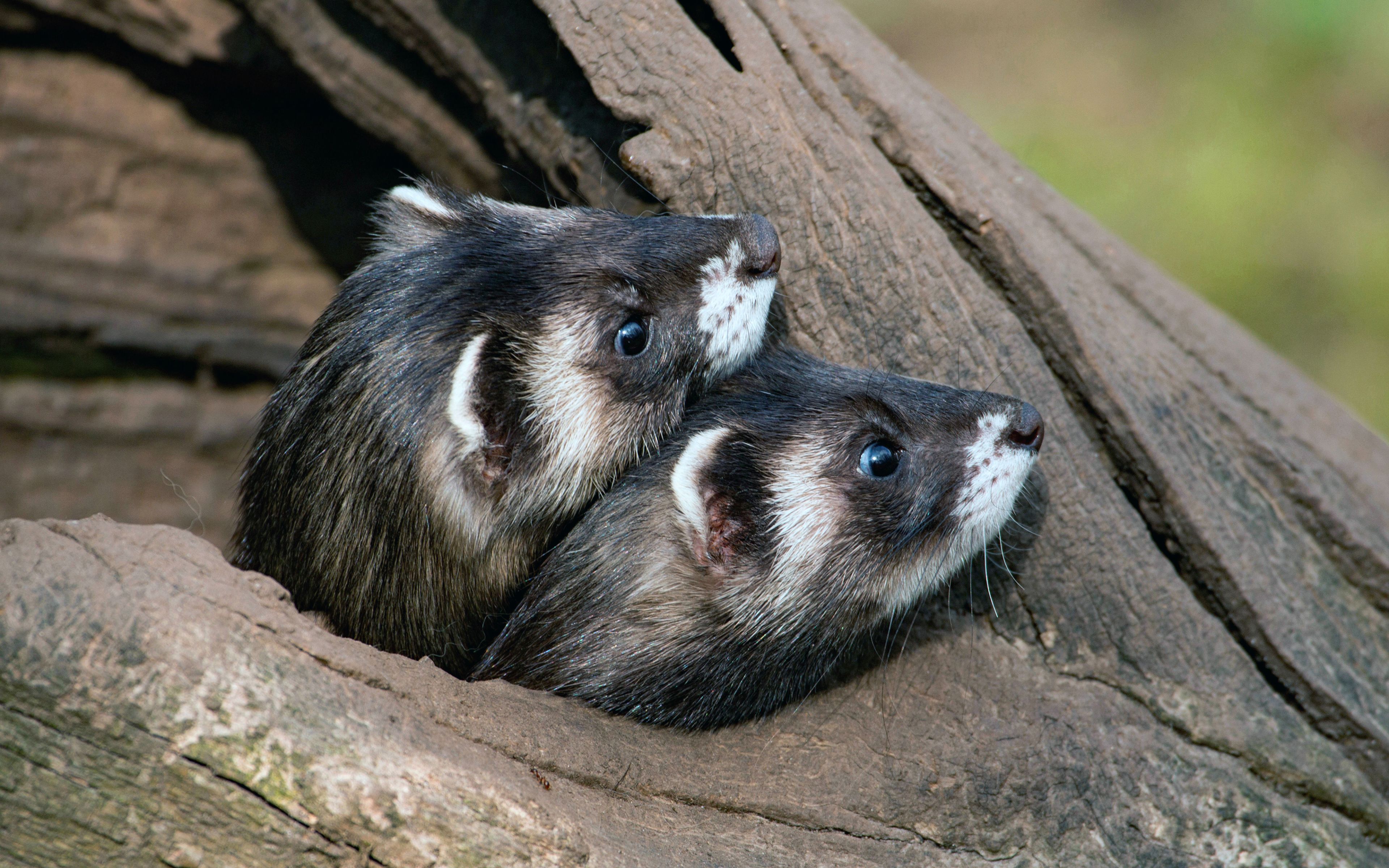 Waldiltis | Deutsche Wildtier Stiftung
