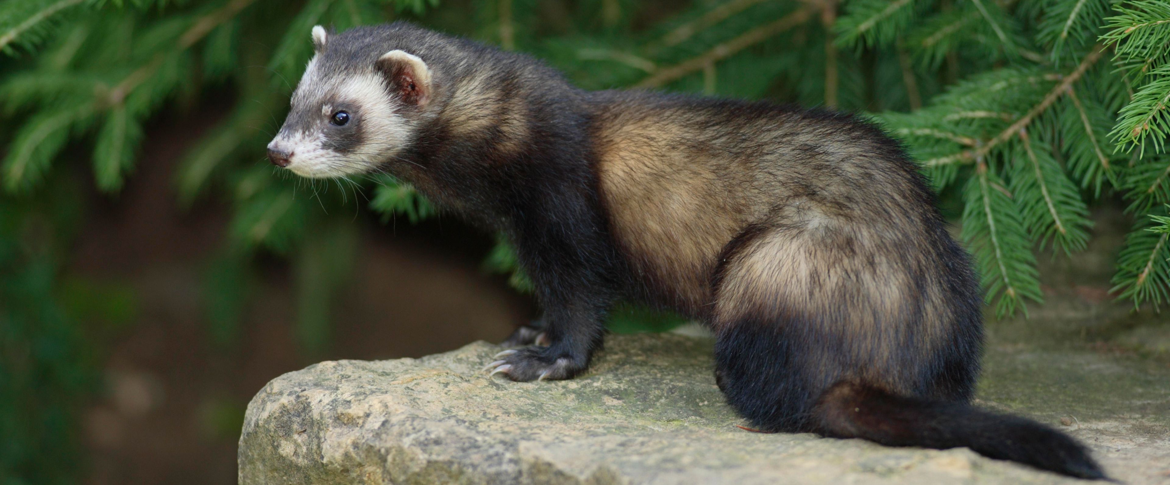 Waldiltis | Deutsche Wildtier Stiftung