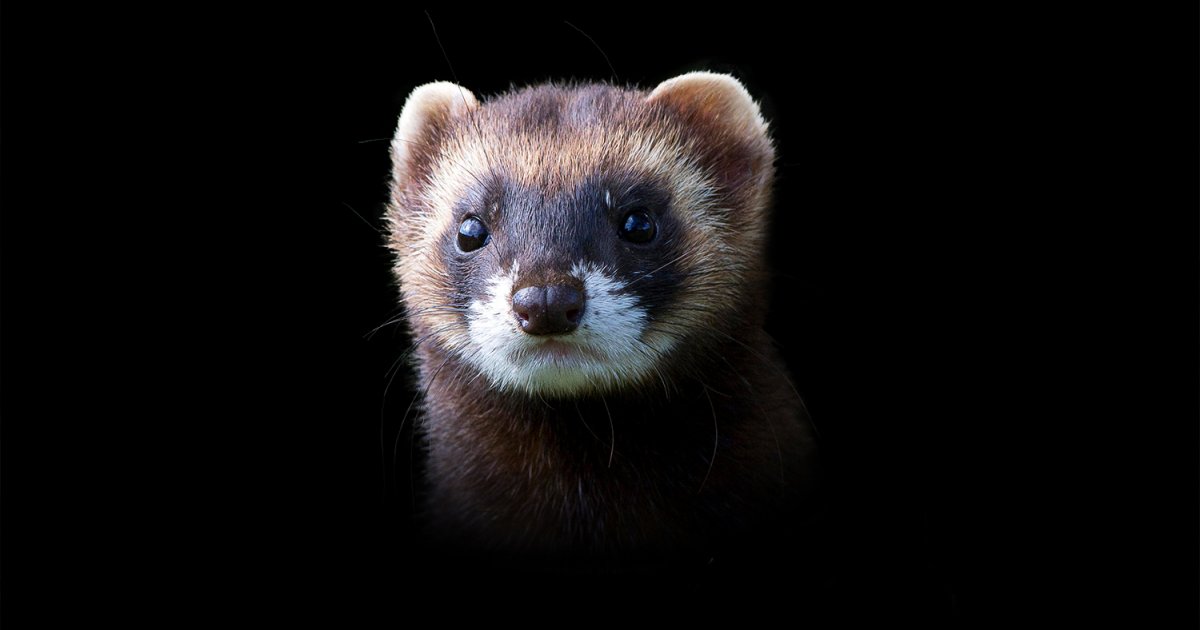 Waldiltis | Deutsche Wildtier Stiftung
