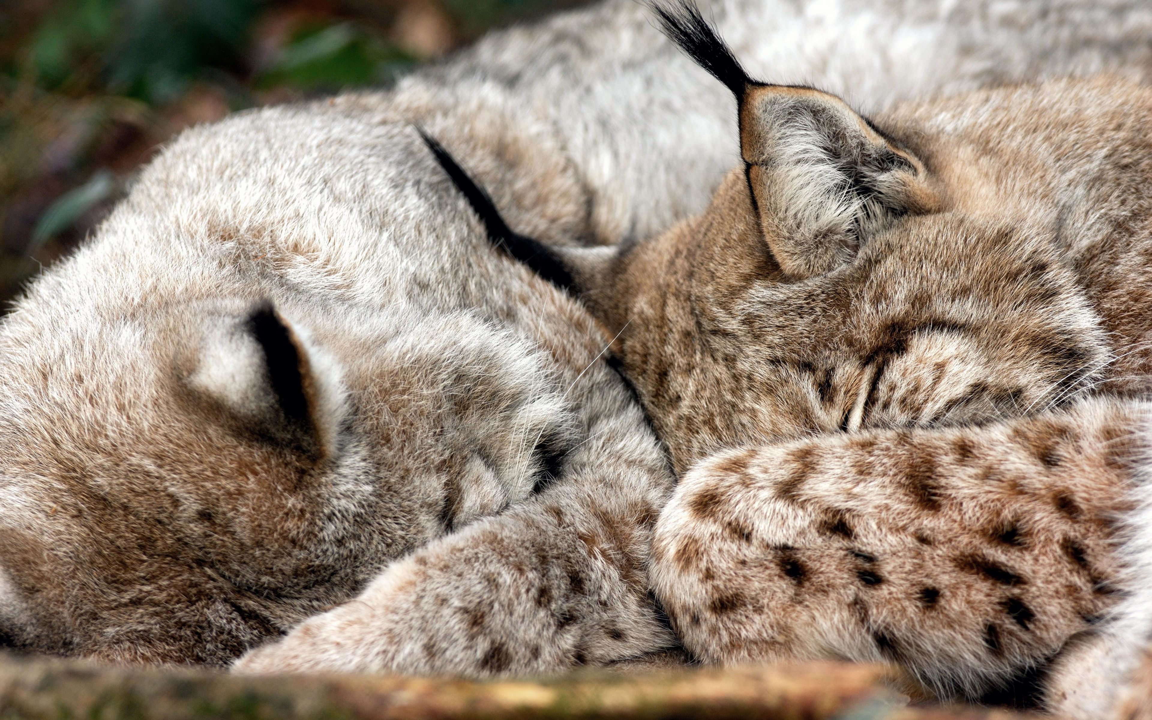 Steckbrief Luchs | Deutsche Wildtier Stiftung