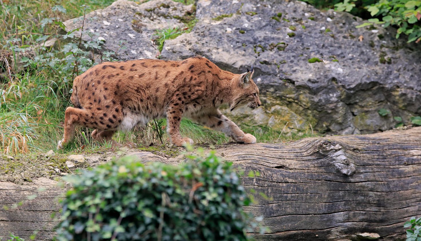Steckbrief Luchs | Deutsche Wildtier Stiftung
