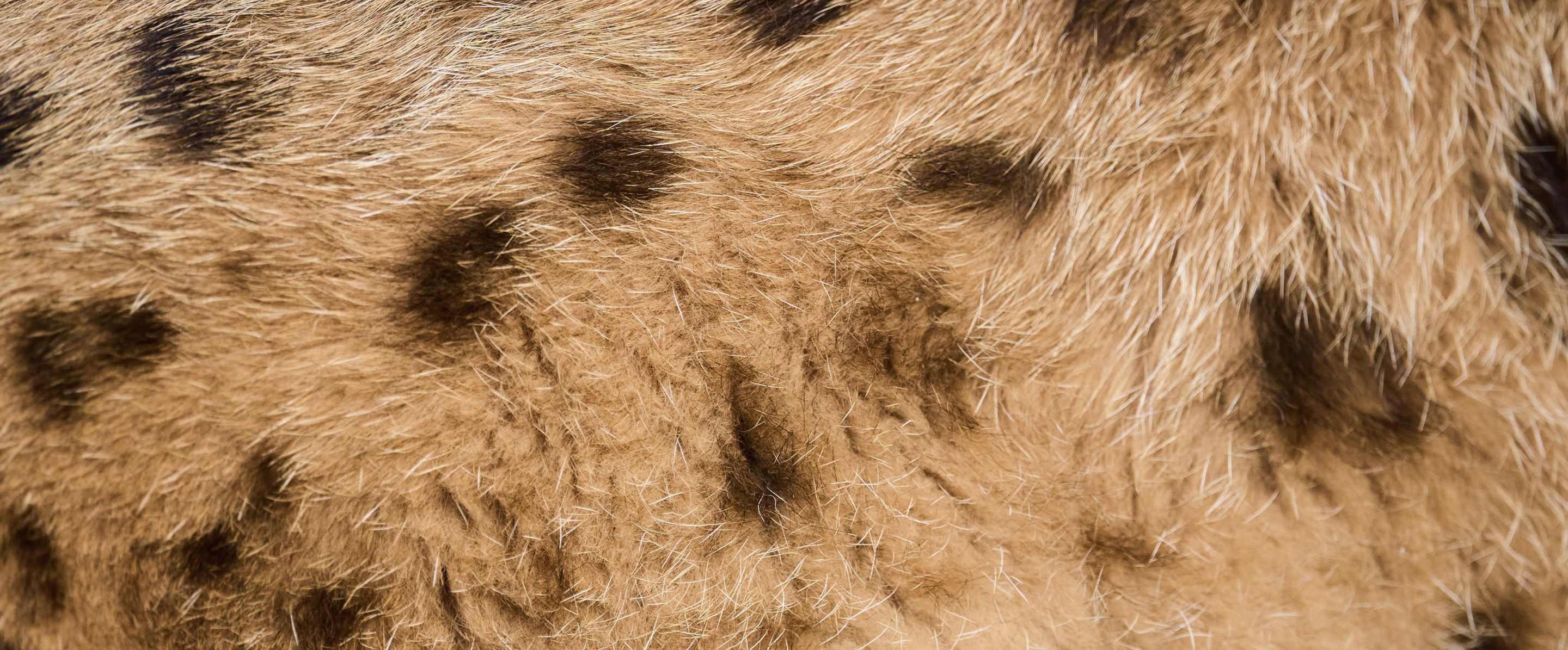 Steckbrief Luchs | Deutsche Wildtier Stiftung