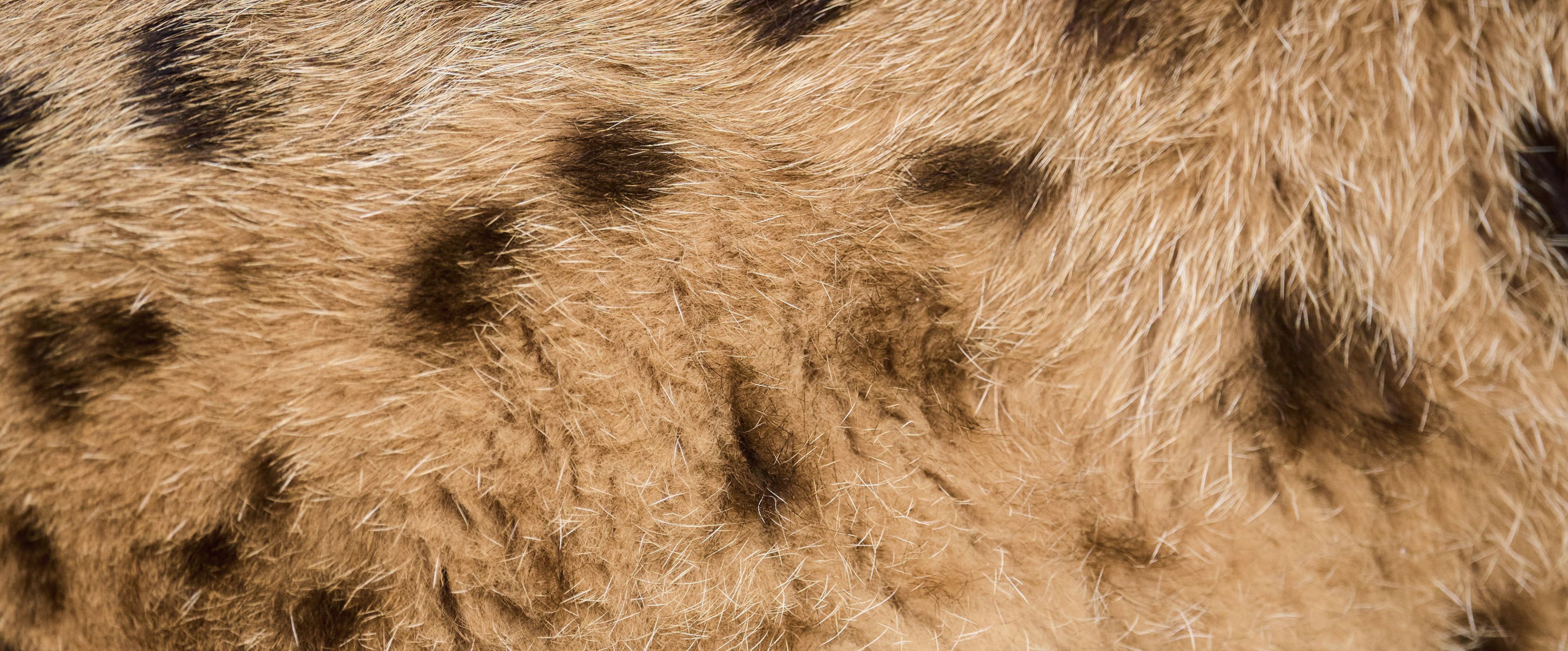 Steckbrief Luchs | Deutsche Wildtier Stiftung