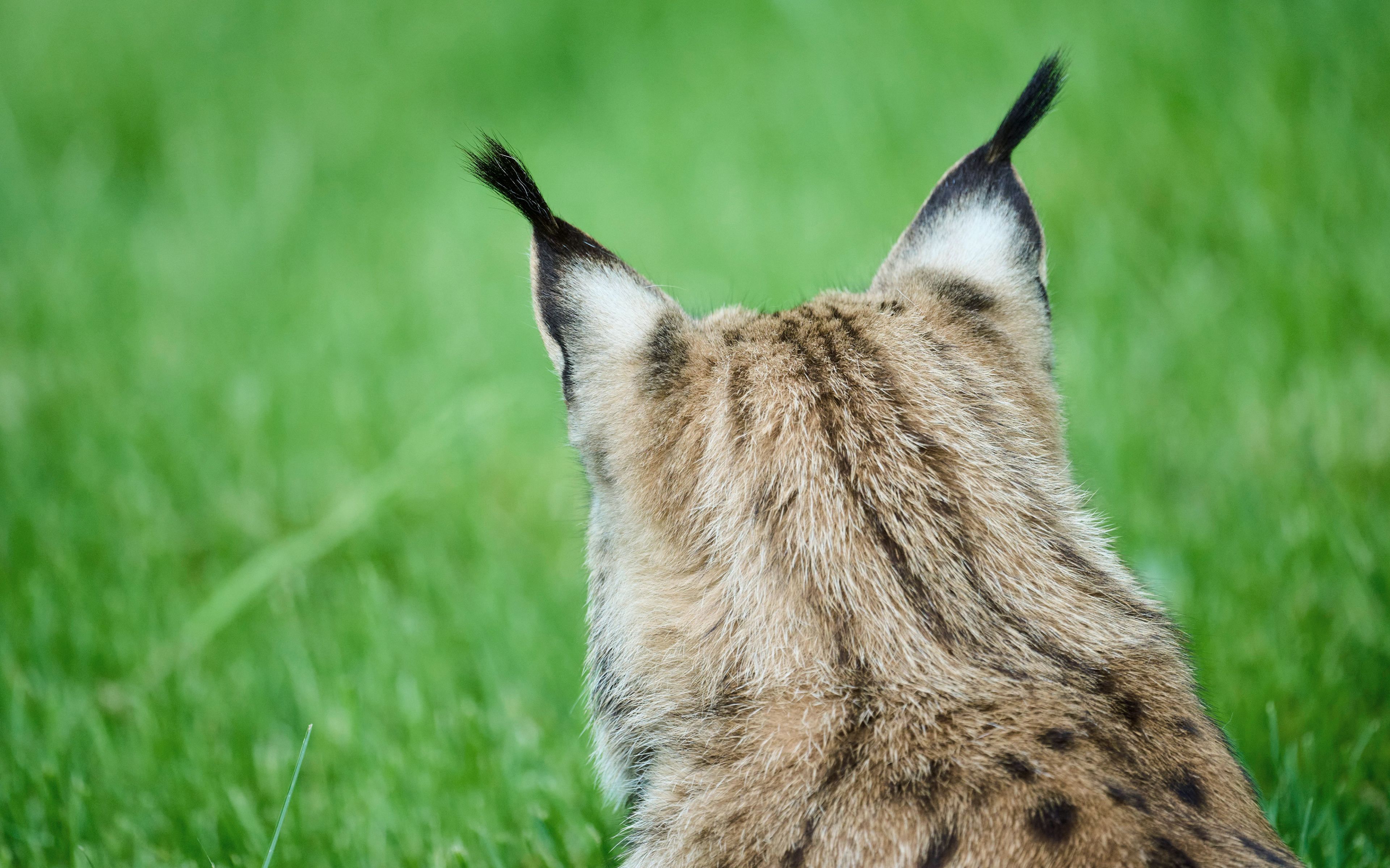 Steckbrief Luchs | Deutsche Wildtier Stiftung