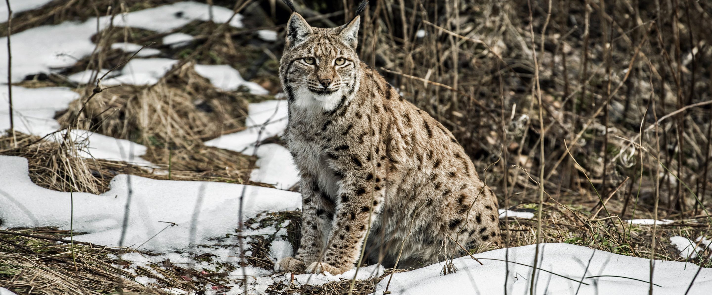 Steckbrief Luchs | Deutsche Wildtier Stiftung