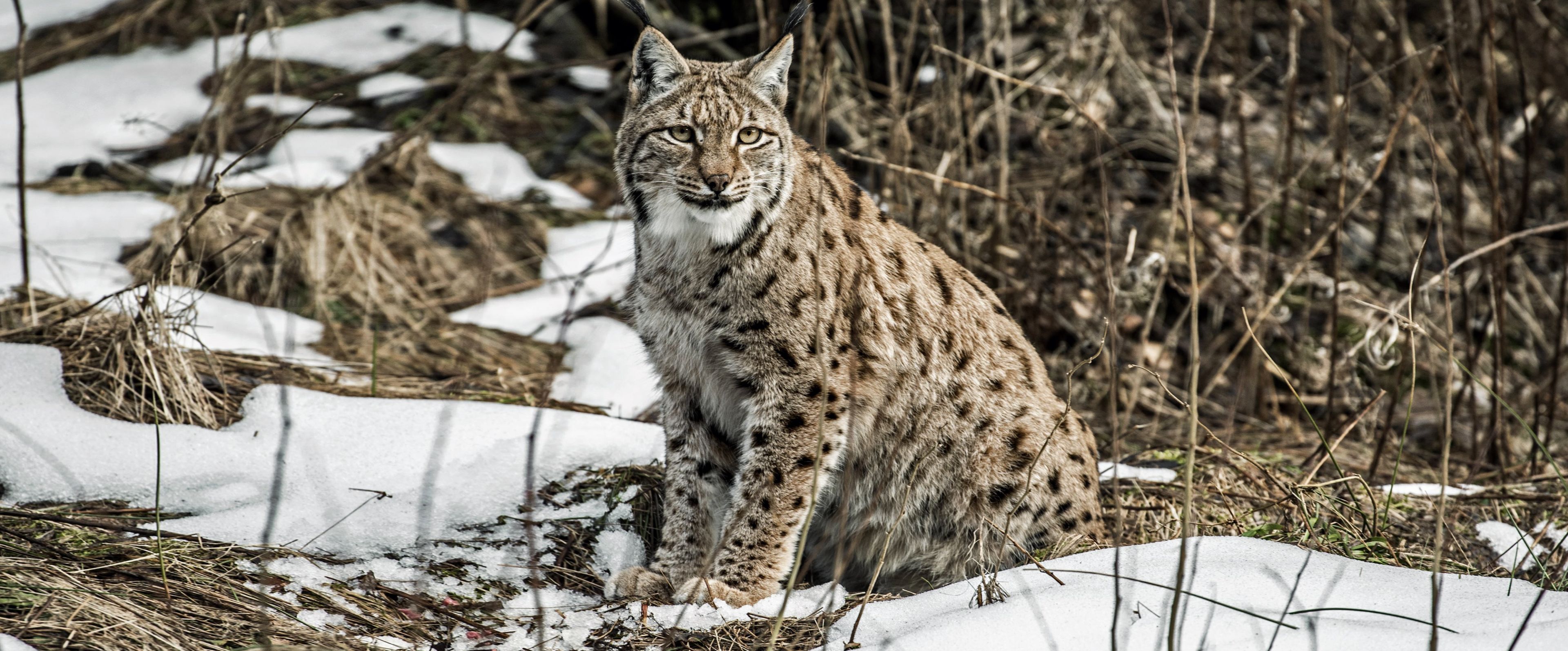 Steckbrief Luchs | Deutsche Wildtier Stiftung