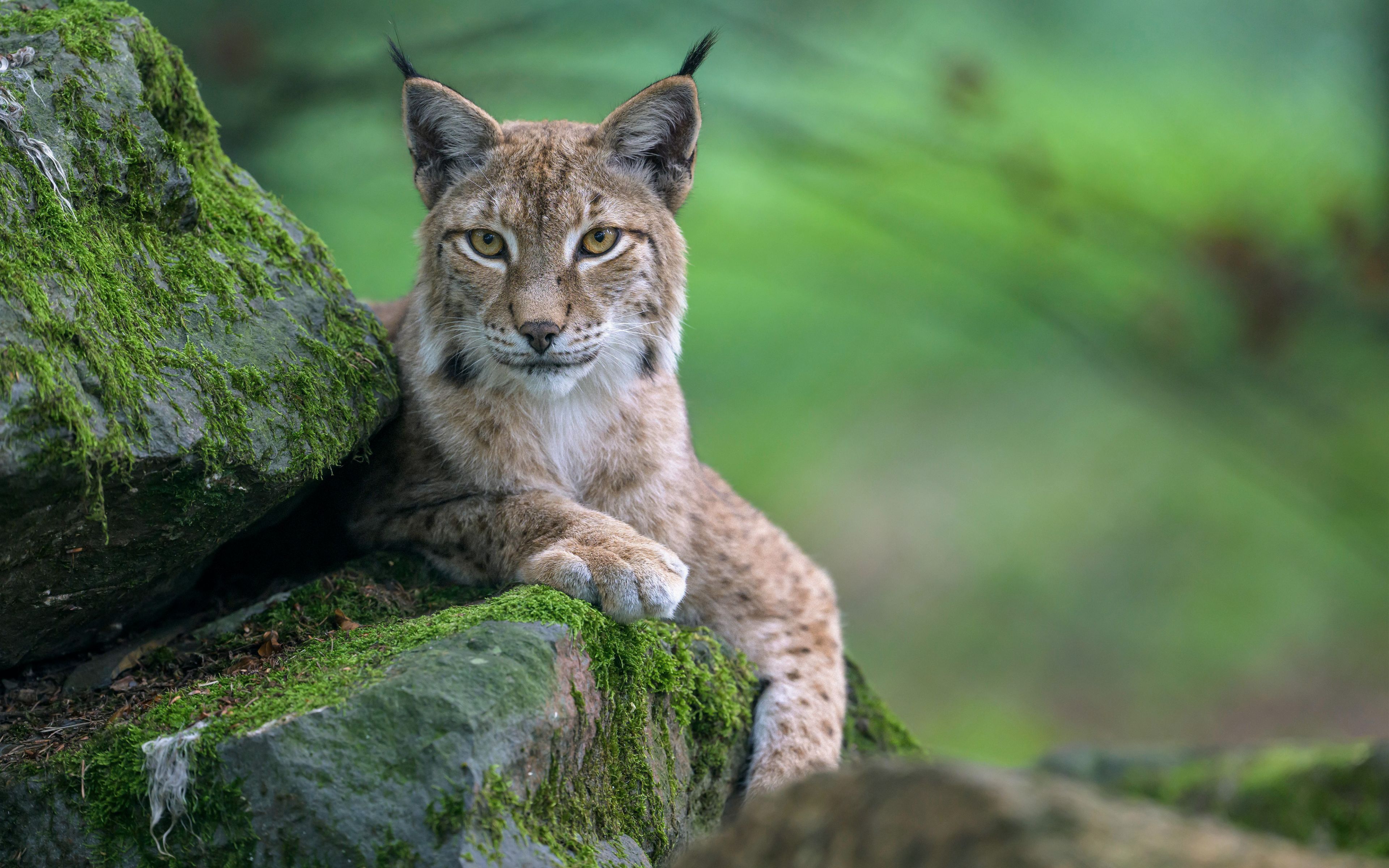 Steckbrief Luchs | Deutsche Wildtier Stiftung