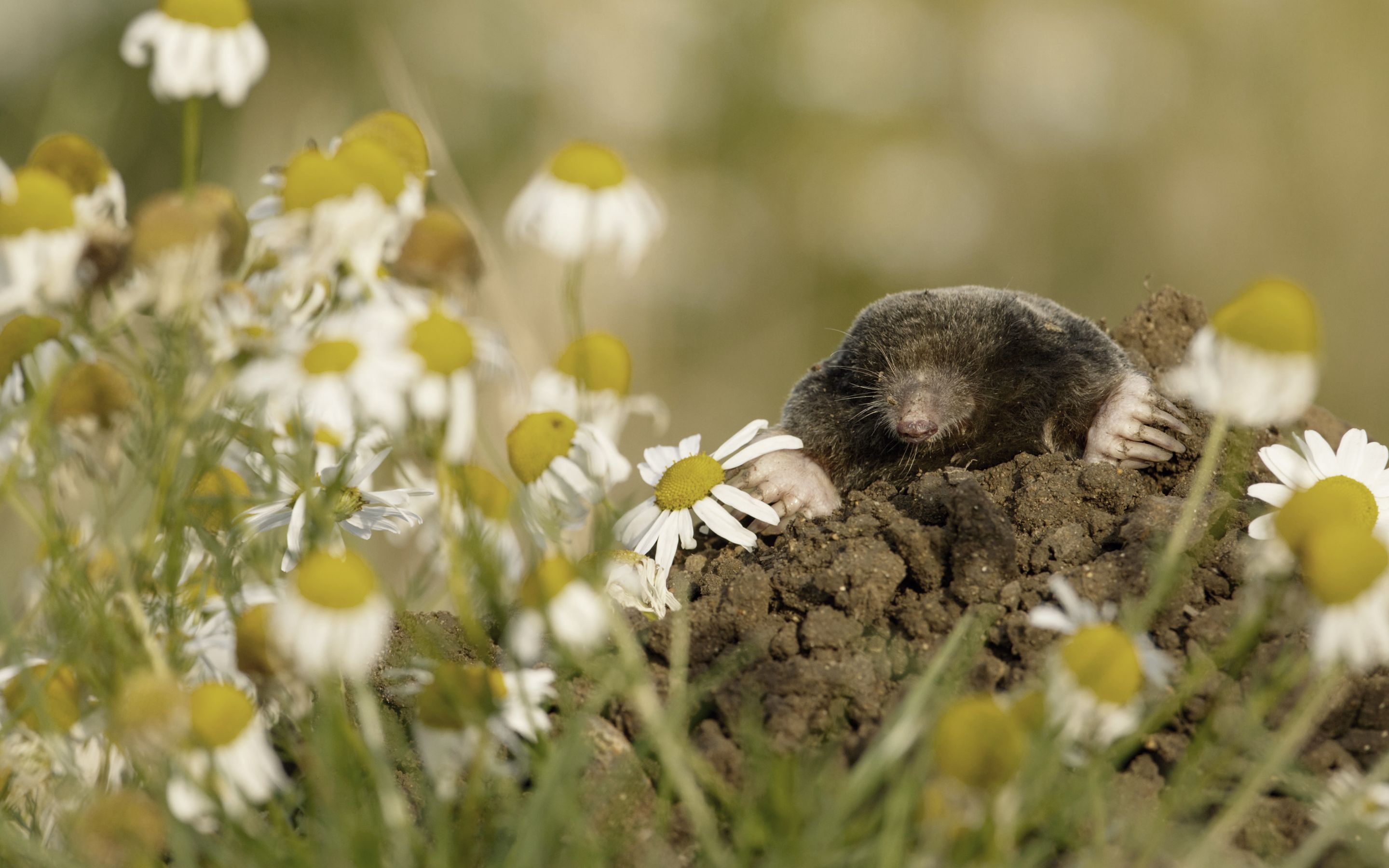 Maulwurf | Deutsche Wildtier Stiftung