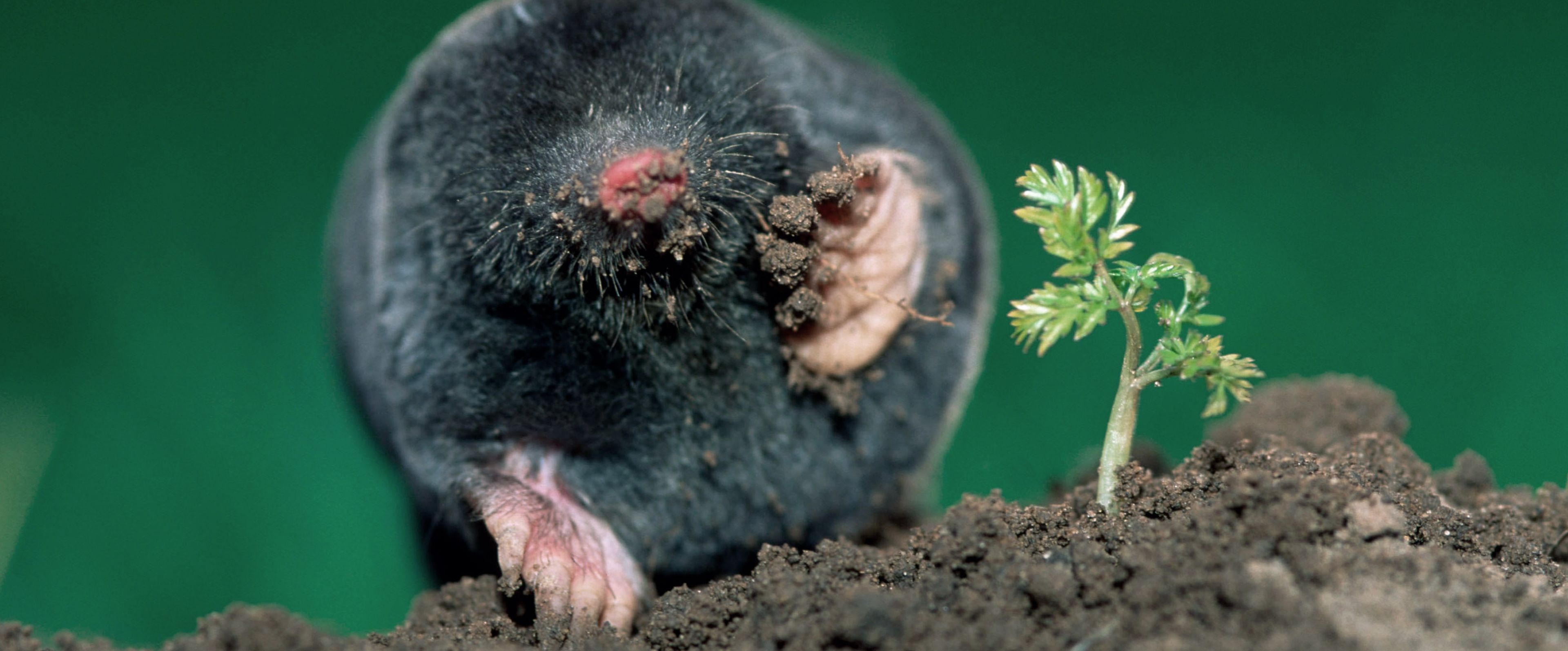 Maulwurf | Deutsche Wildtier Stiftung