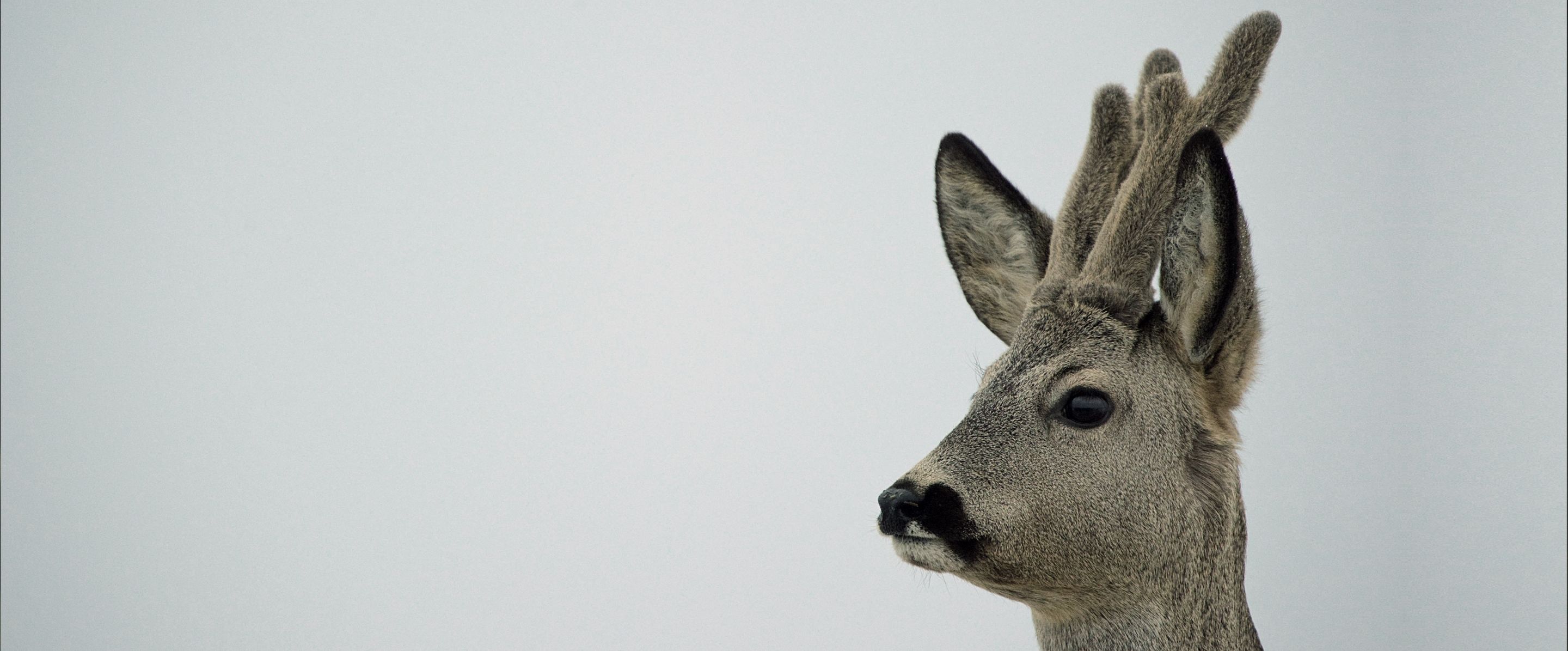 Reh | Deutsche Wildtier Stiftung