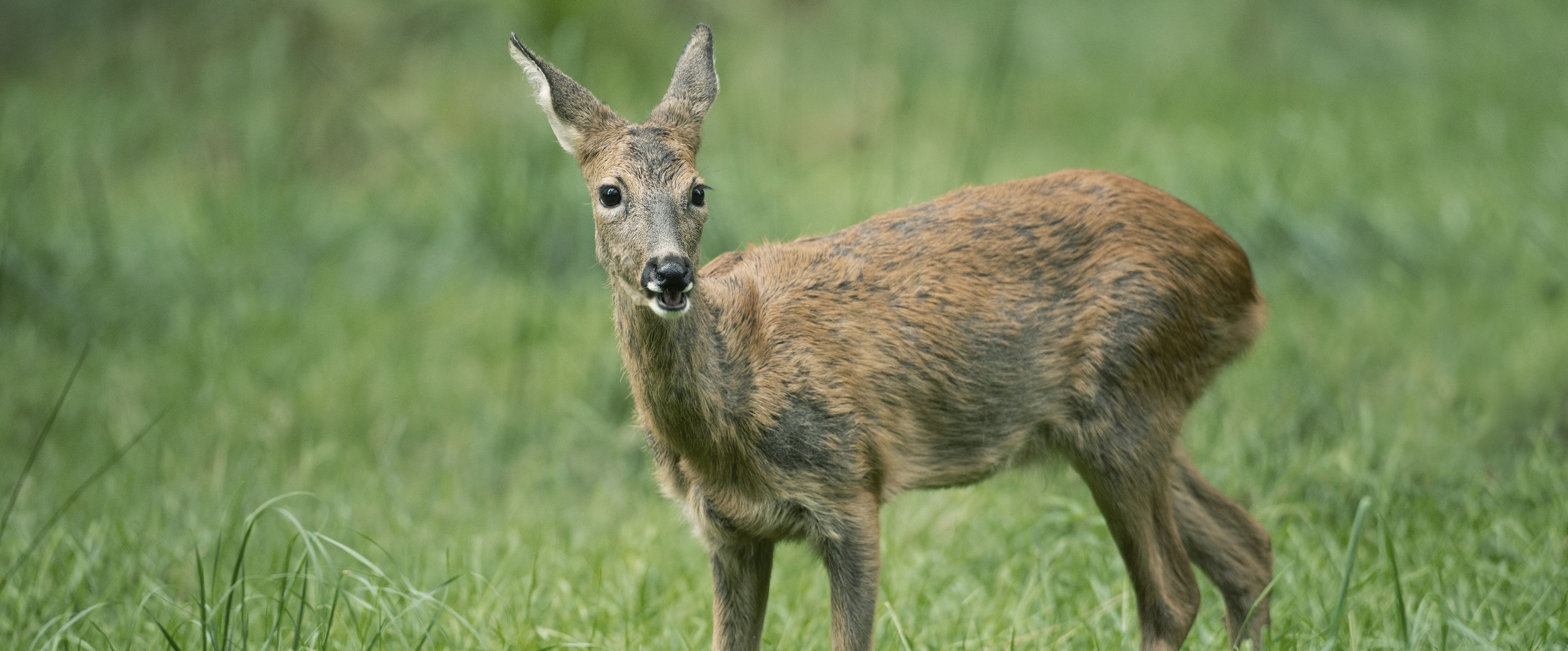 Reh | Deutsche Wildtier Stiftung