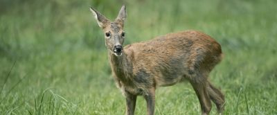 Reh | Deutsche Wildtier Stiftung